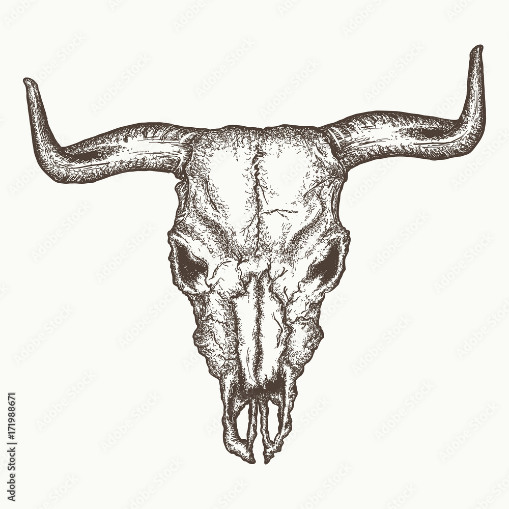 Bison Skull Drawing