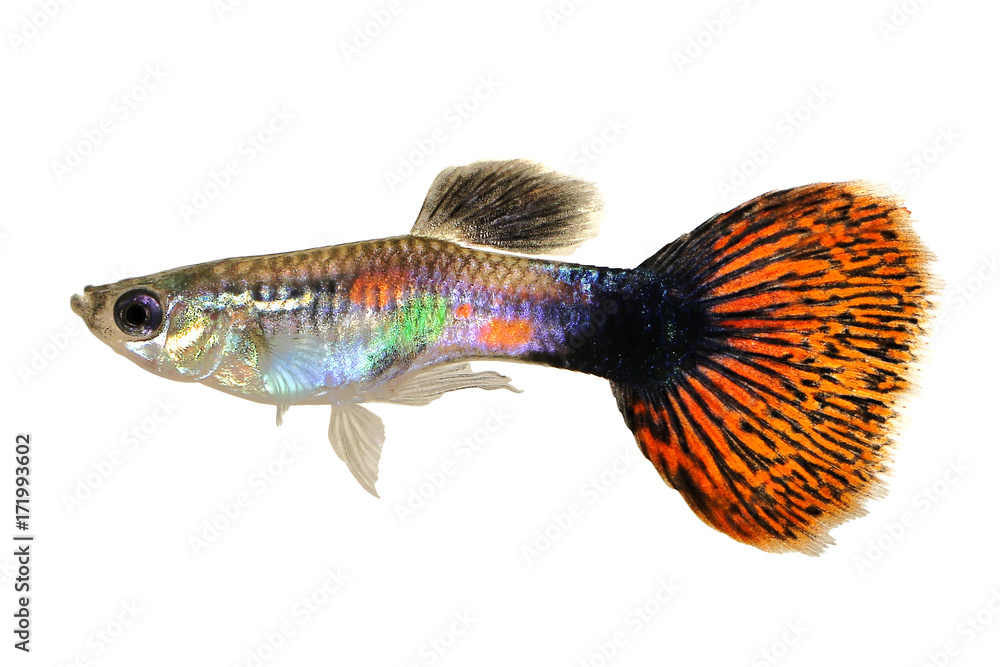 Guppy Poecilia reticulata colorful rainbow tropical aquarium fish Stock ...