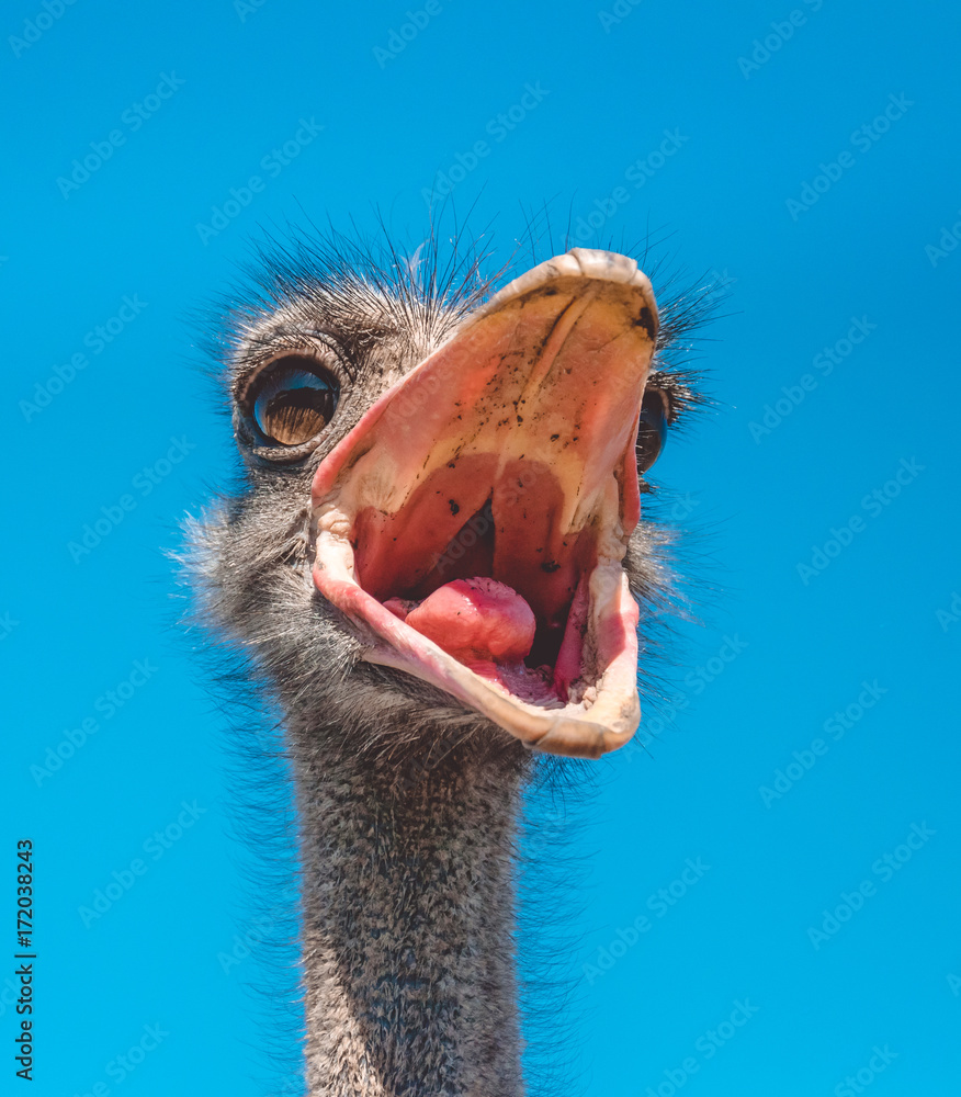 Ostrich Yelling
