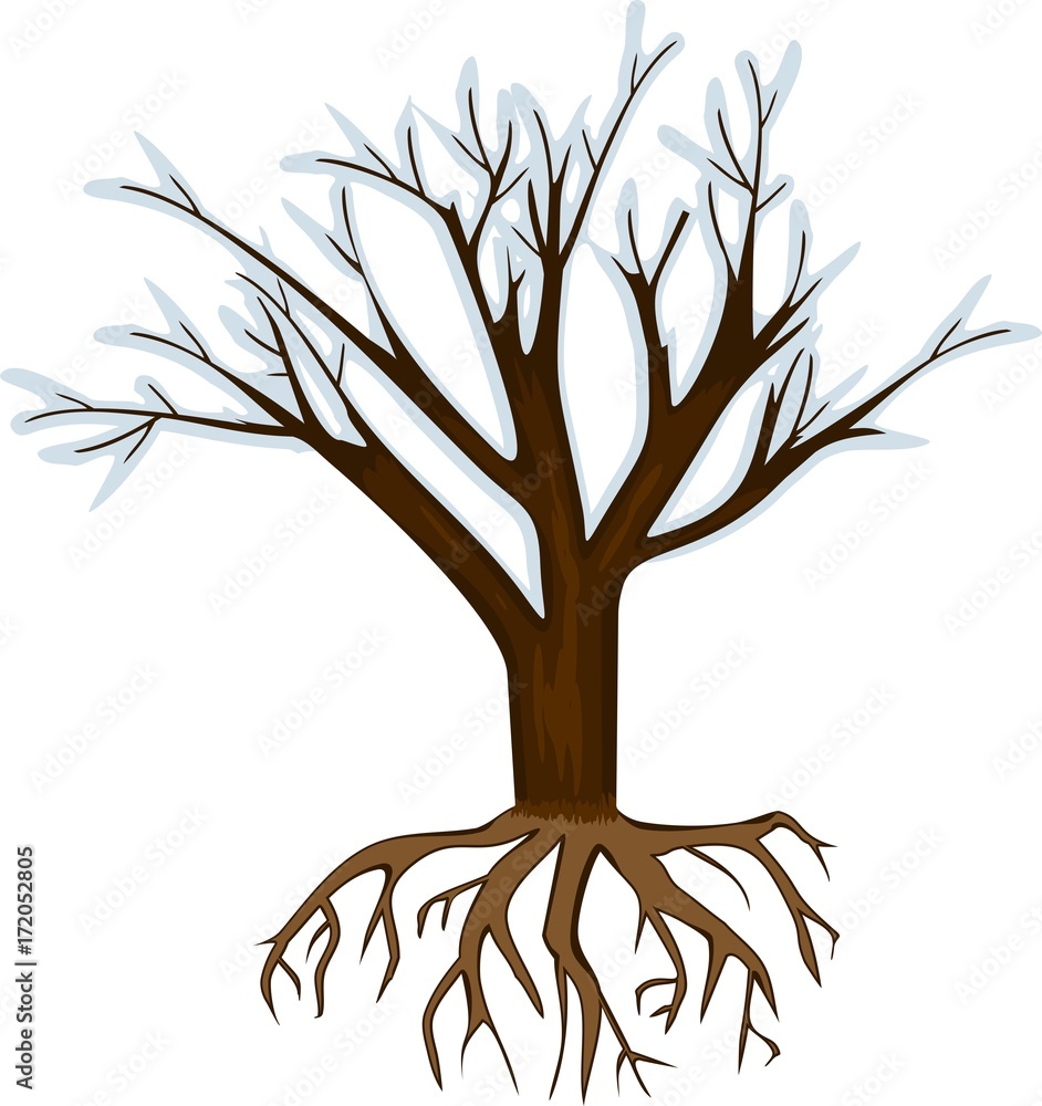 Winter tree without leaves on white background. Tree with root system ...