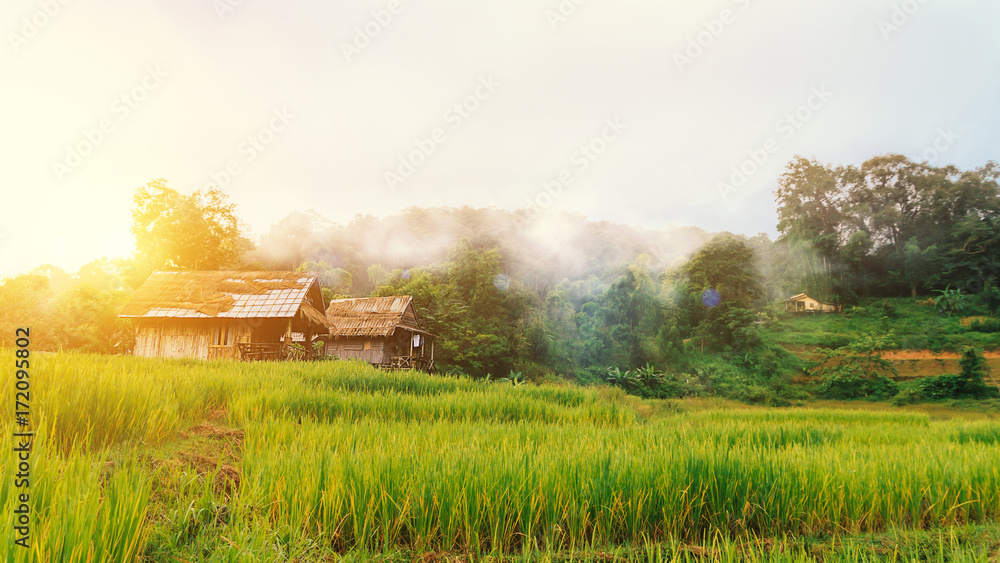 landscape of green terraced rice field and small hut at countryside ...