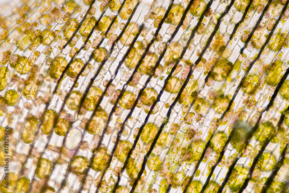 Cell structure Hydrilla, view of the leaf surface showing plant cells ...