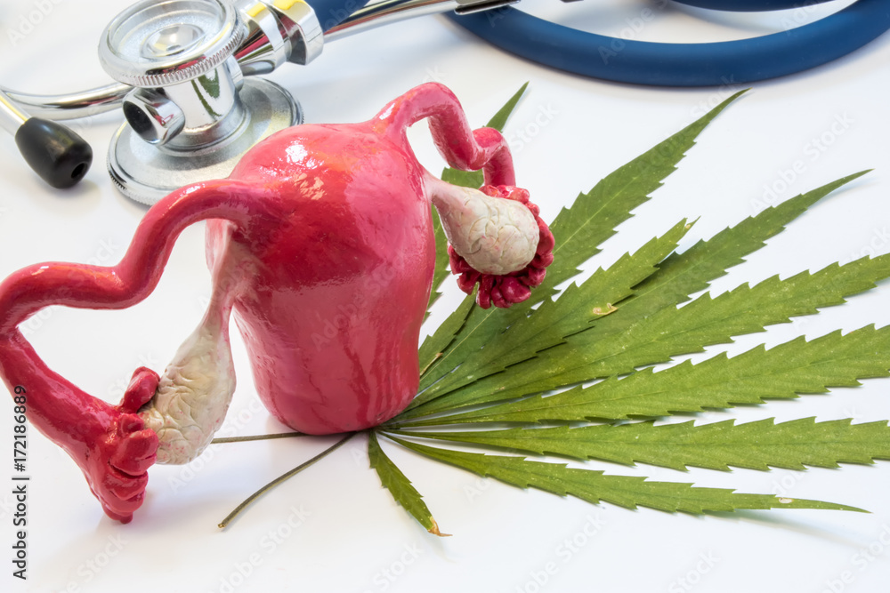 Cannabis and uterus with ovaries. Marijuana and pregnancy. Influence ...