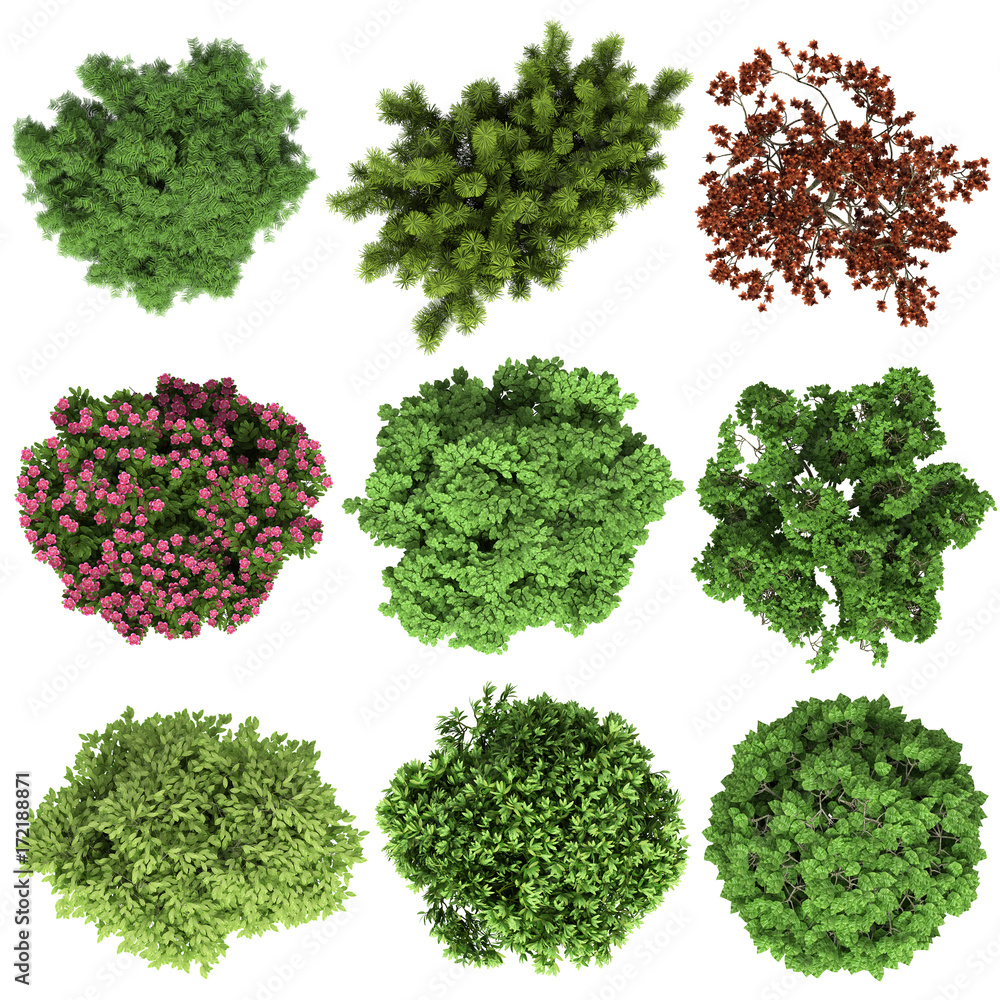 tree plan 3d render on white background Stock Illustration | Adobe Stock