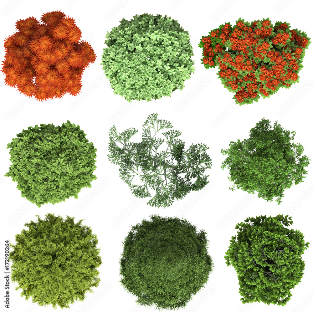 tree plan 3d render on white background Stock Illustration | Adobe Stock