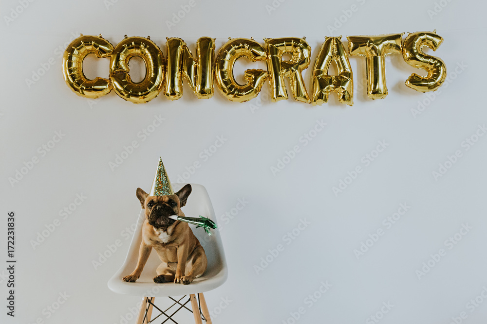 Gold Congrats Balloon Letters and a French Bulldog Puppy Wearing a ...