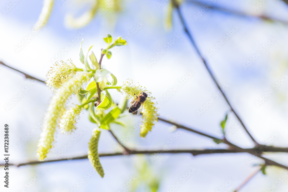 Risen blooming inflorescences male flowering catkin or ament on a Salix ...