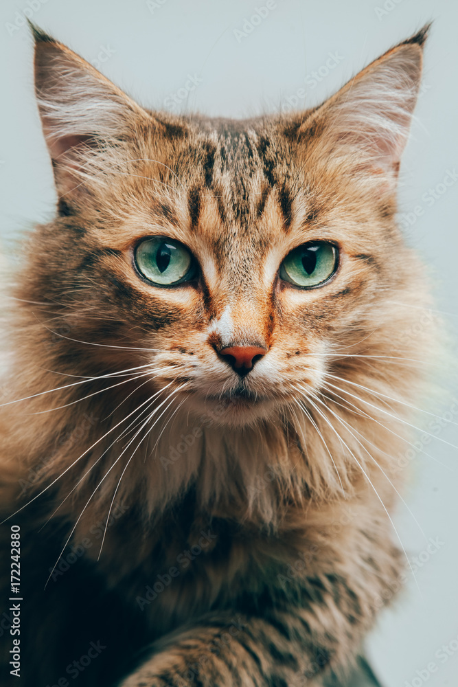 Portrait of cat Stock Photo | Adobe Stock
