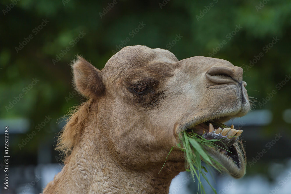 Camel Eating