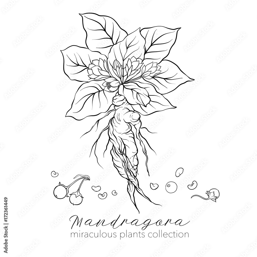 Mandragora plant. Outline stock vector illustration. Stock Vector ...