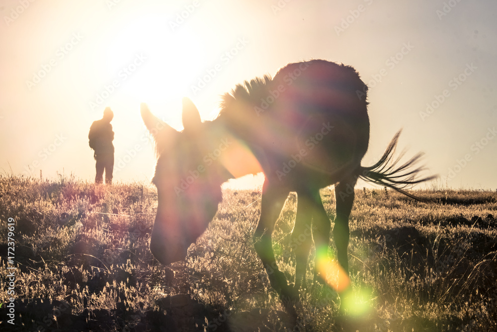 Donkey at sunset Stock Photo | Adobe Stock