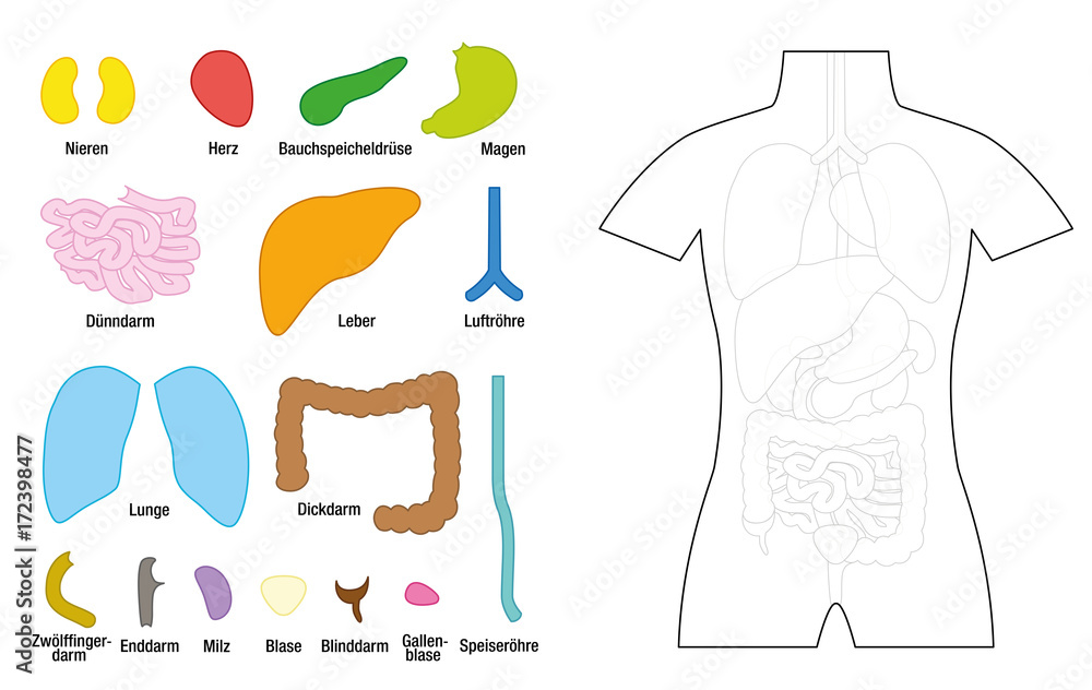 Internal organs template for educational use - inner organs to be cut ...