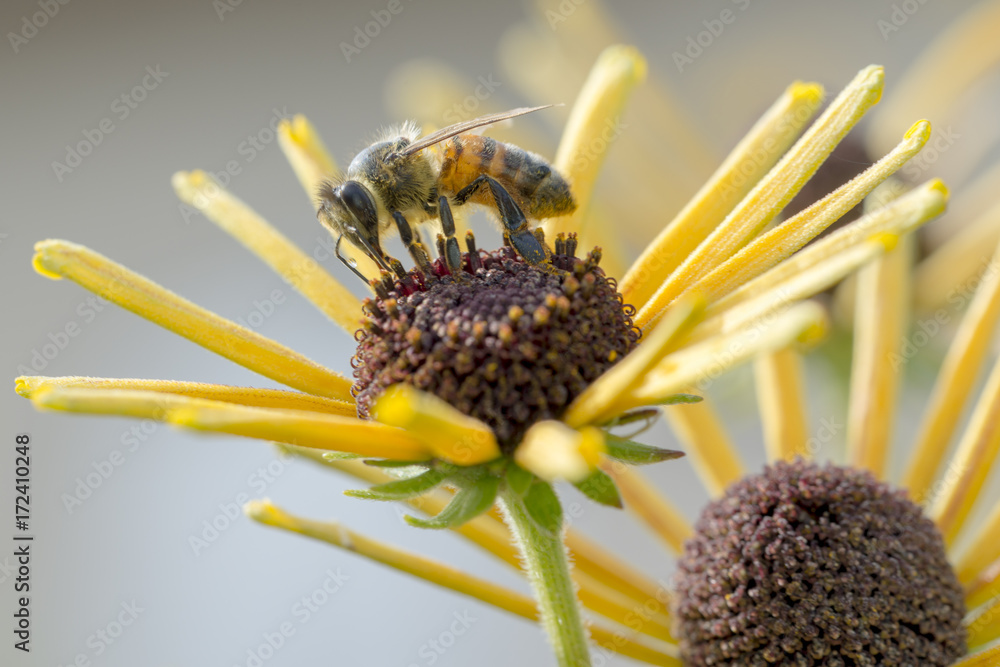 abeille qui butine Stock Photo | Adobe Stock