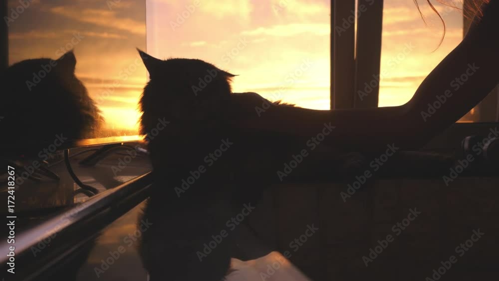 Vidéo Stock Beautiful Maine Coon cat to sit on the window watch ...