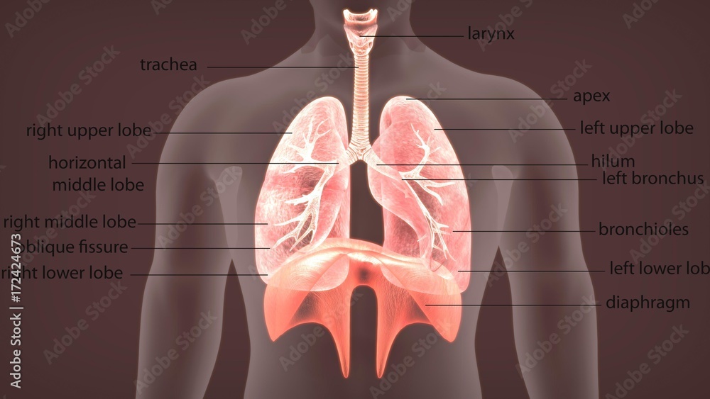 Male anatomy of human respiratory system in x-ray. 3d render Stock ...