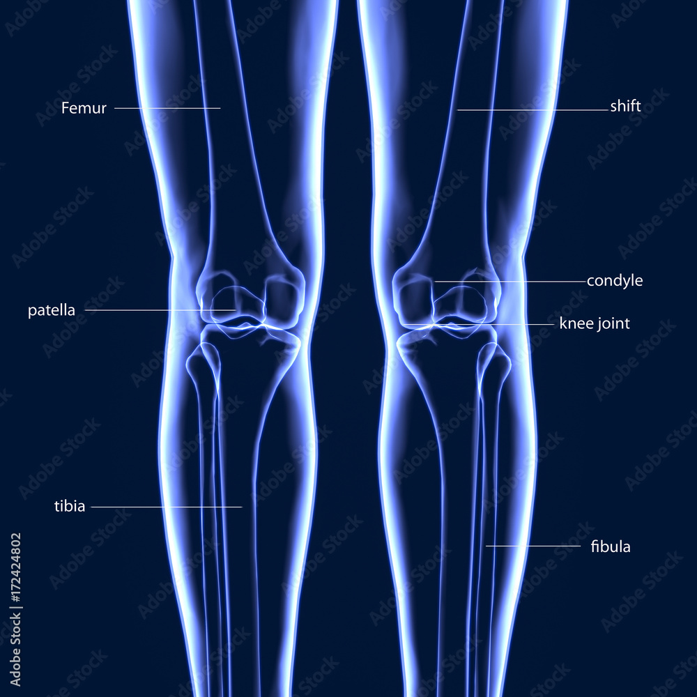 Human Leg Joints