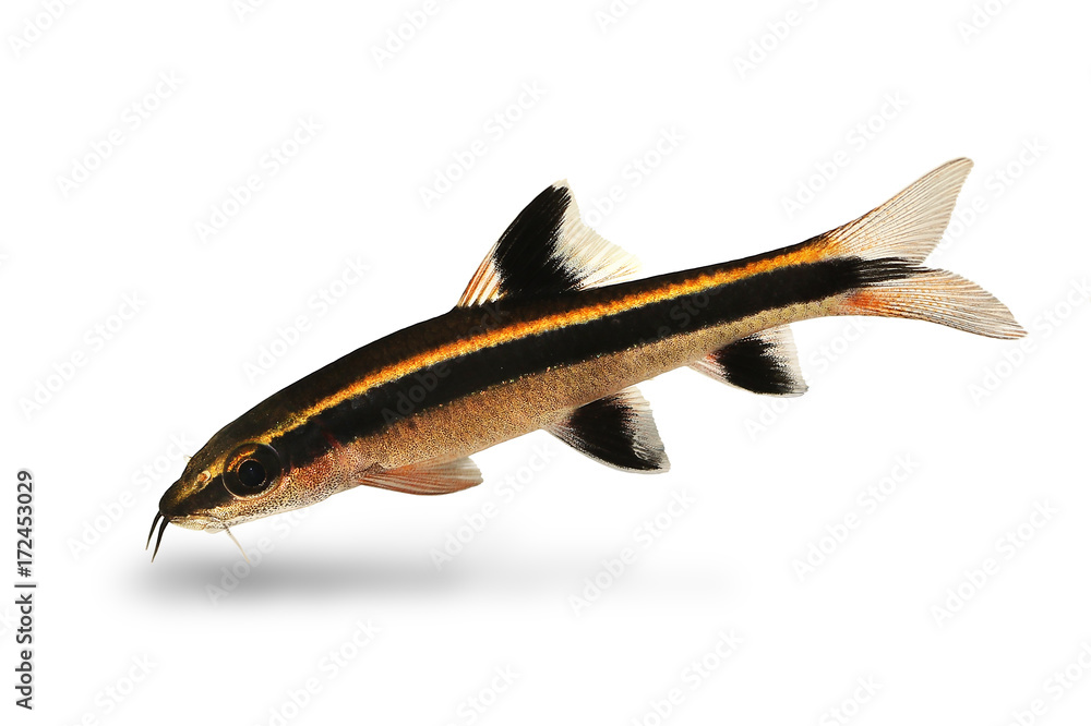 Flying fox Epalzeorhynchos kalopterus Aquarium fish eating algae Stock ...