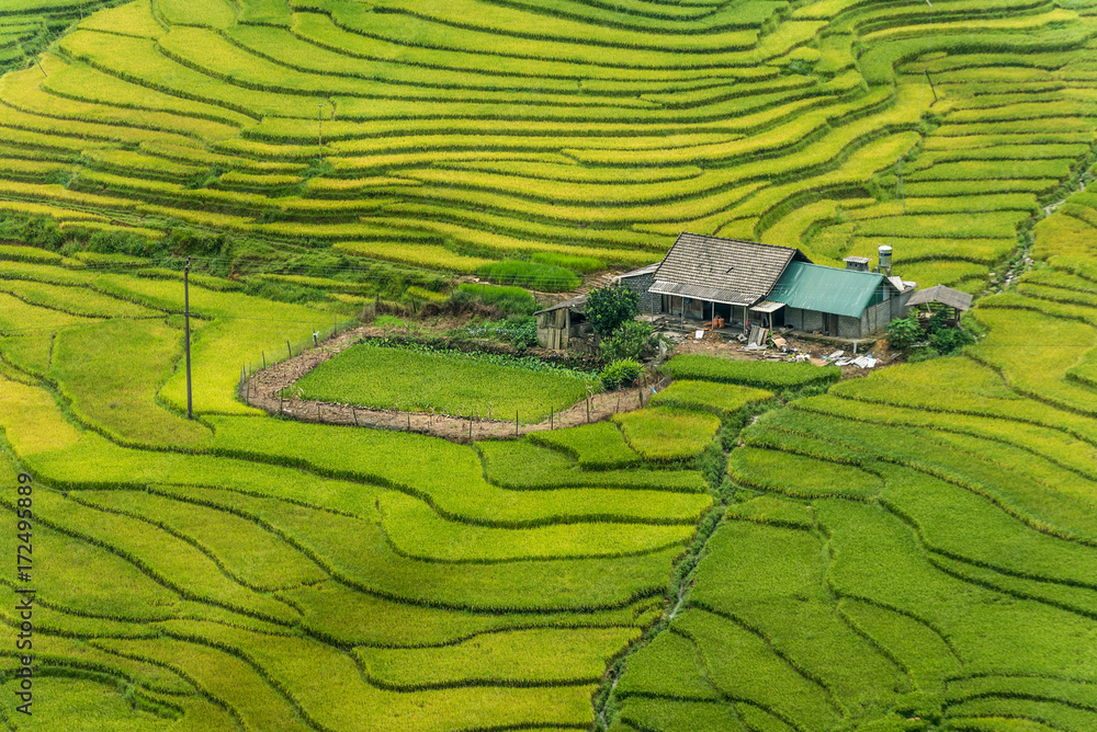 Production of rice with small house in the middle Stock Photo | Adobe Stock
