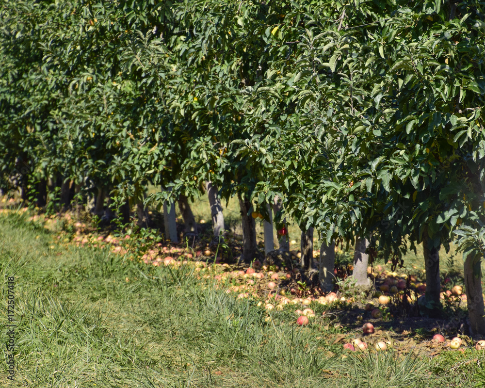 Apple Orchard Rows