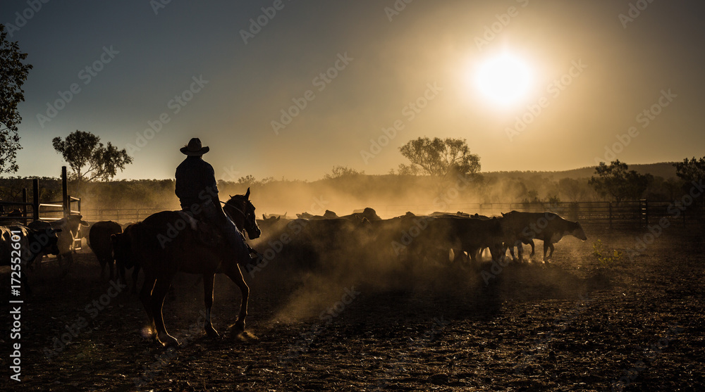 mustering, Kimberley, Western Australia Stock Photo | Adobe Stock