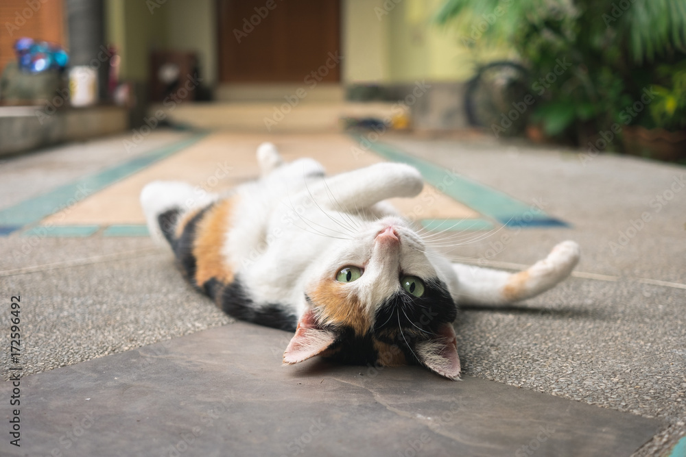 Three colors cat turning face up while looking at camera and lying on ...