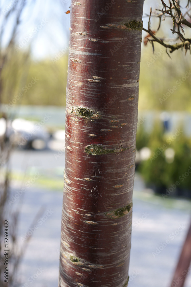 Prunus subhirtella Pendula Rubra / bark Stock Photo | Adobe Stock