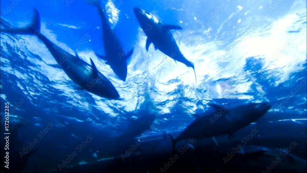 Romantic Couple Scuba Diving and snorkeling on vacation under water ...