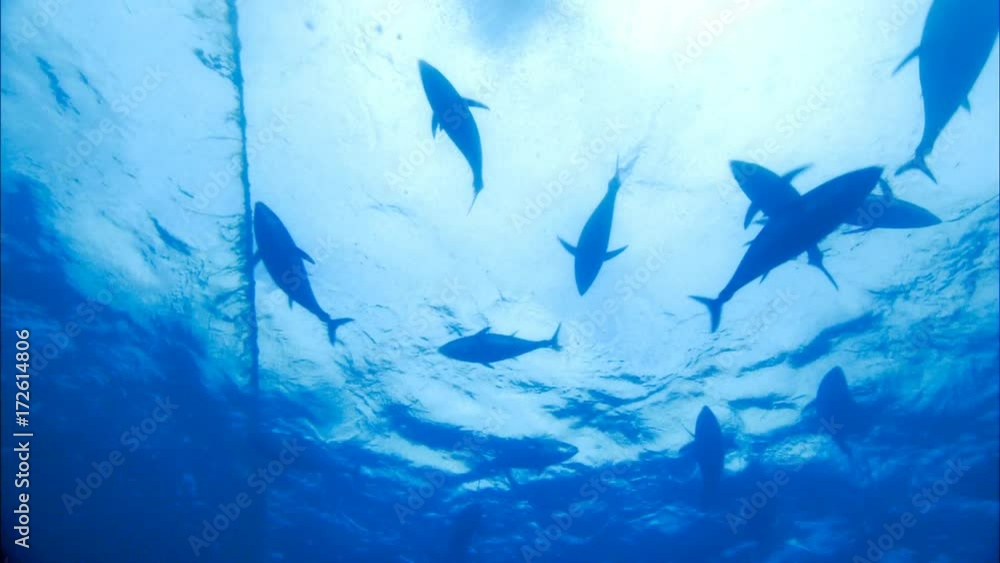 Couple Scuba Diving and snorkeling on vacation under water with bluefin ...