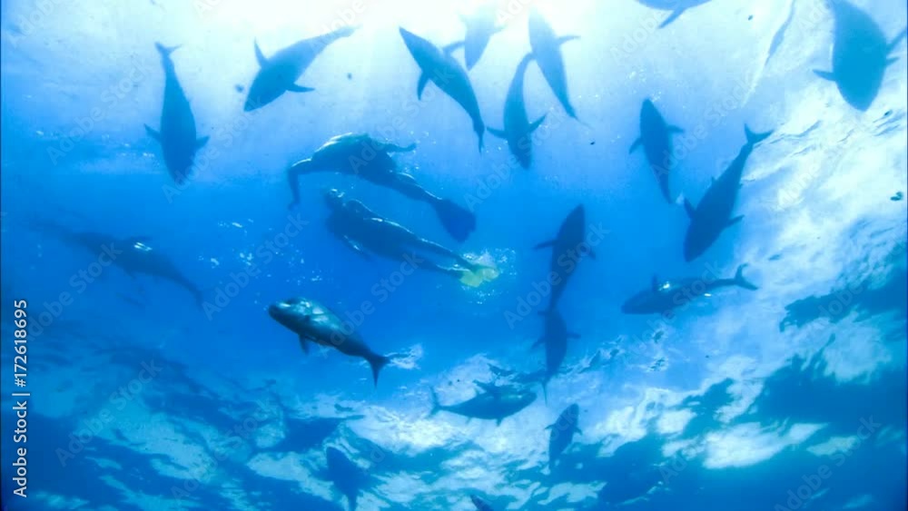 Couple Scuba Diving and snorkeling on vacation under water with bluefin ...