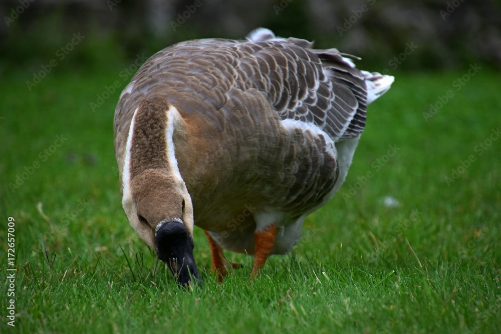 Ländliche Indylle mit Hausgänsen und Wildgans am Gardasee auf grüner ...
