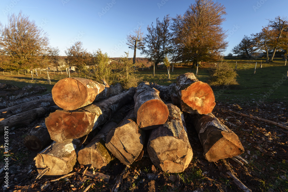 Troncos cortados y apilados foto de Stock | Adobe Stock