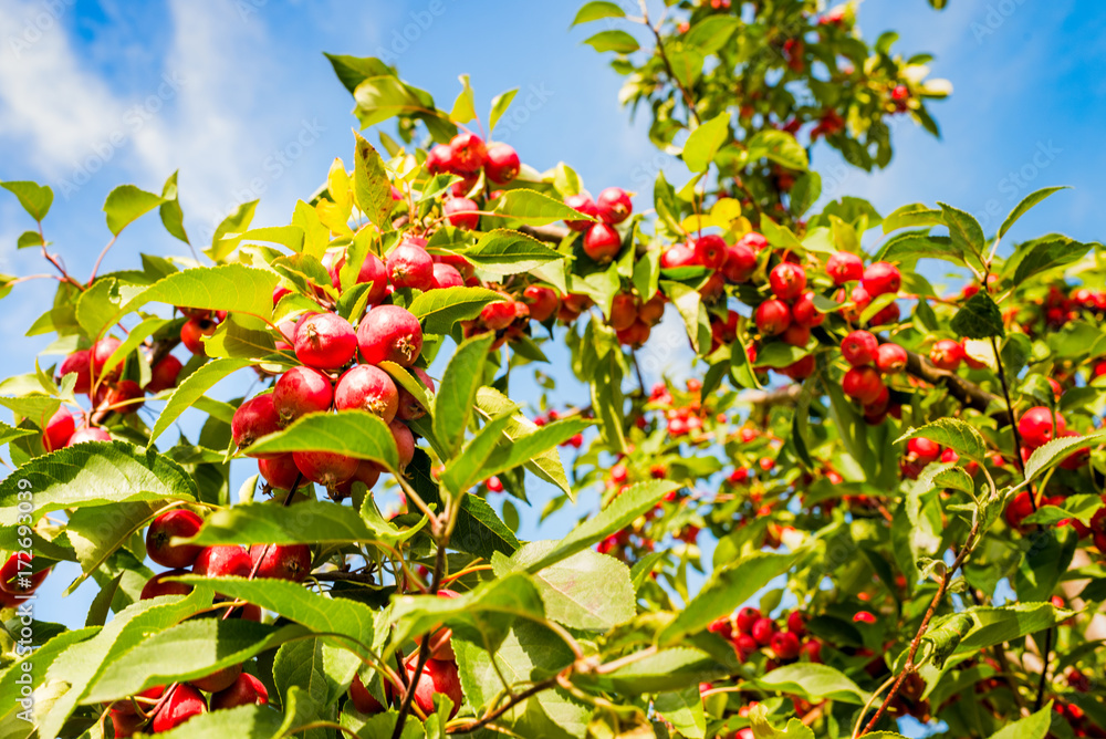 red ripe fruit of Chinese apple-tree Stock Photo | Adobe Stock