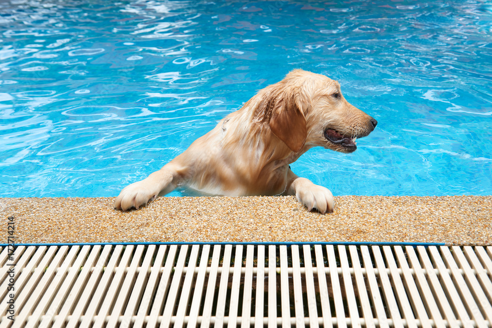 Cute Dogs Swimming
