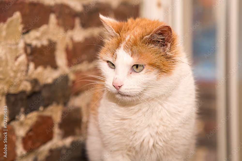 Chat Stock Photo | Adobe Stock