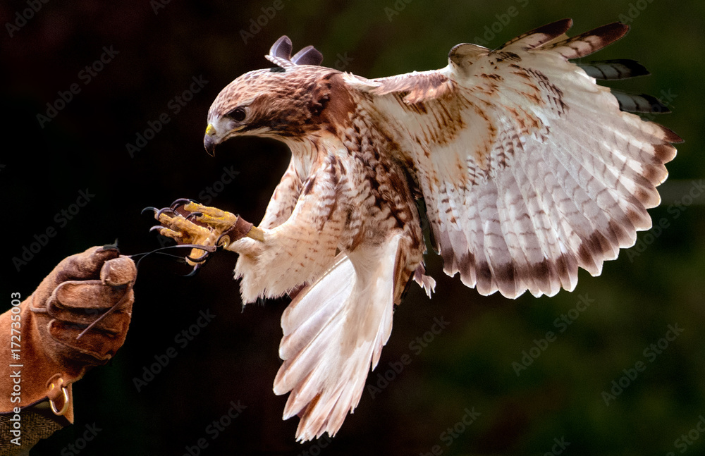 Landing hawk Stock Photo | Adobe Stock