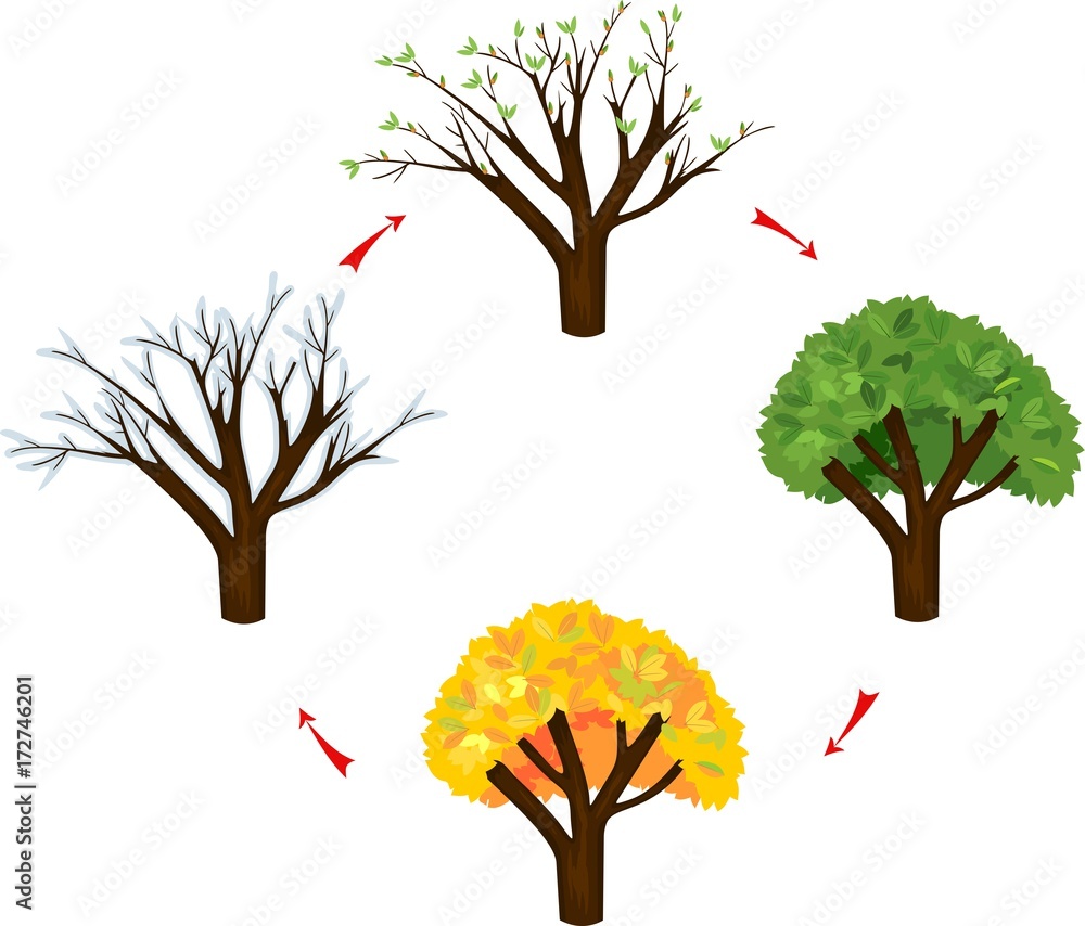 Four seasons trees on white background. Life cycle of tree Stock Vector ...