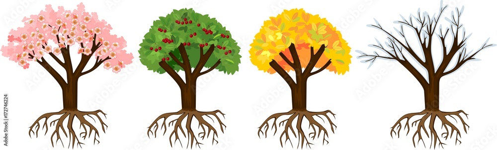 Tree at four seasons: spring, summer, autumn, winter Trees with root ...
