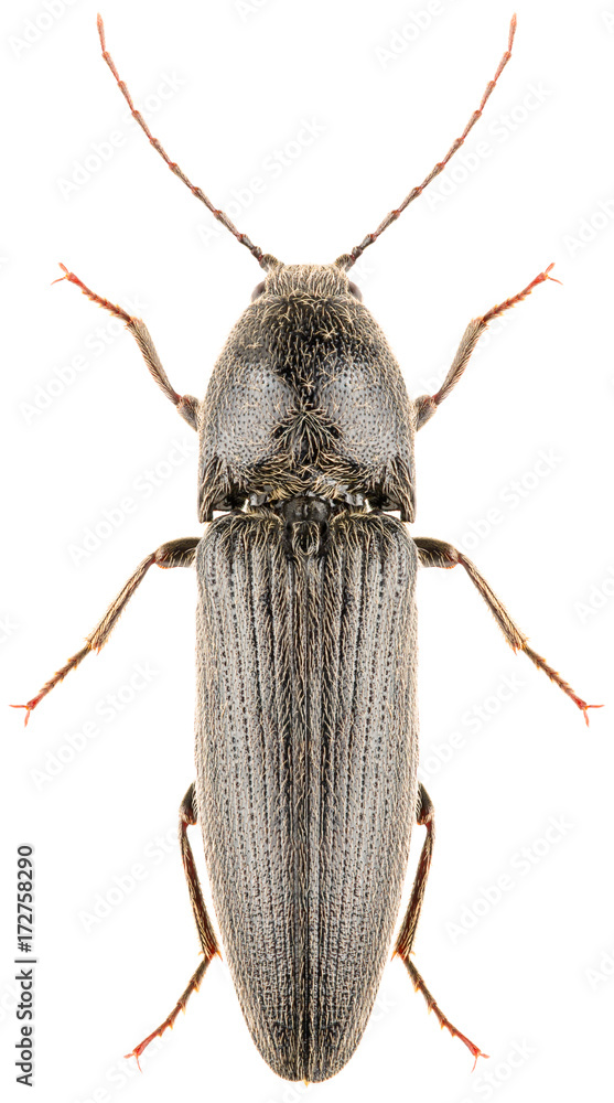 Click beetle Melanotus brunnipes isolated on white background, dorsal ...