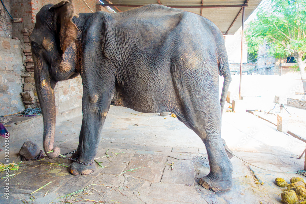Beautiful an huge elephant with a chain in his feet in Jaipur, India ...