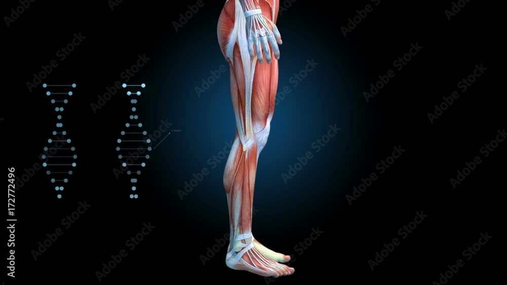 Human Muscular System, Male Muscle Model with DNA Symbols on Black ...