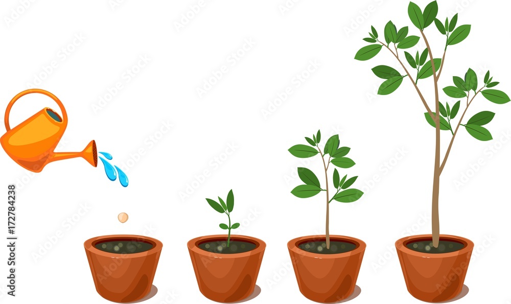 Stages of growth of a tree from seed. Watering plants in a pot Stock Vector | Adobe Stock