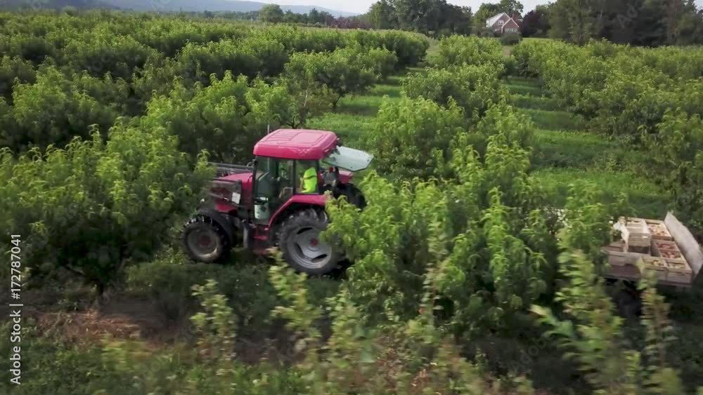Aerial view or people picking peaches in a peach orchard with a tractor ...