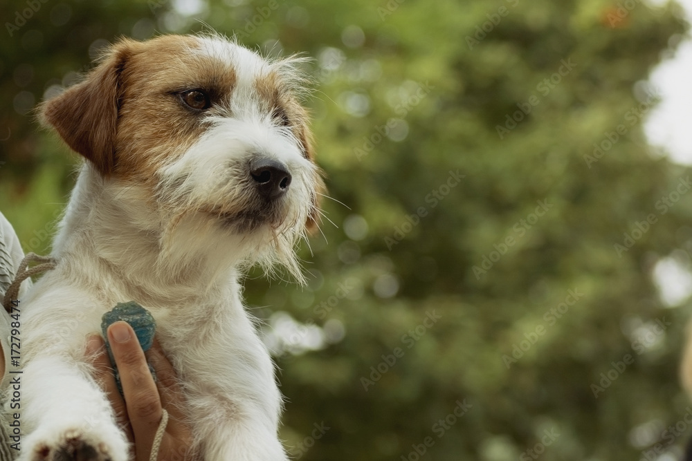 Wire-haired Jack Russell Terrier Stock Photo | Adobe Stock