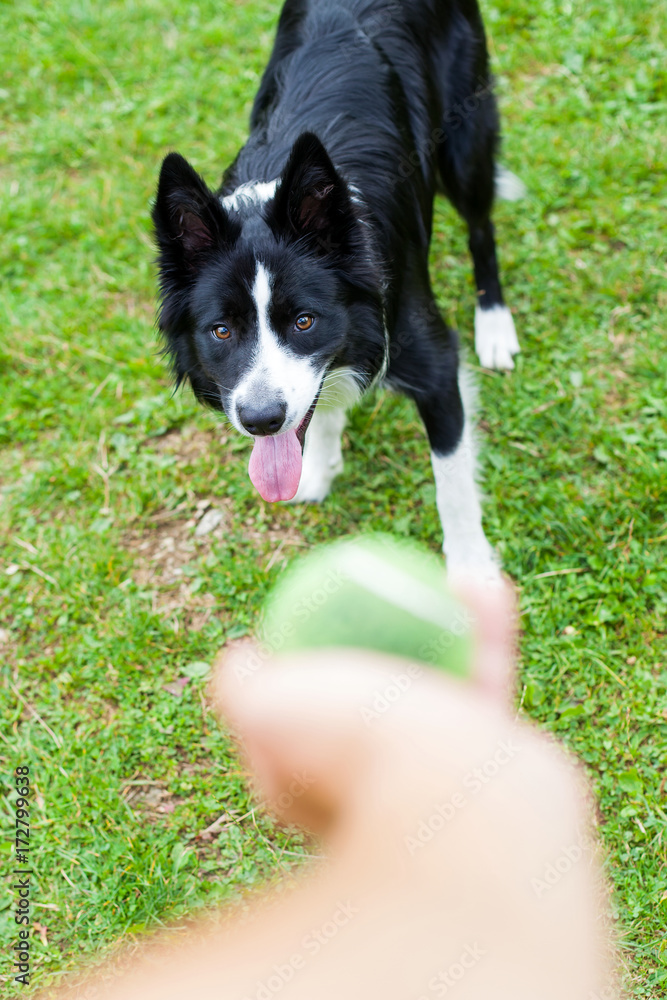 Border collie herding dog breed Stock Photo | Adobe Stock