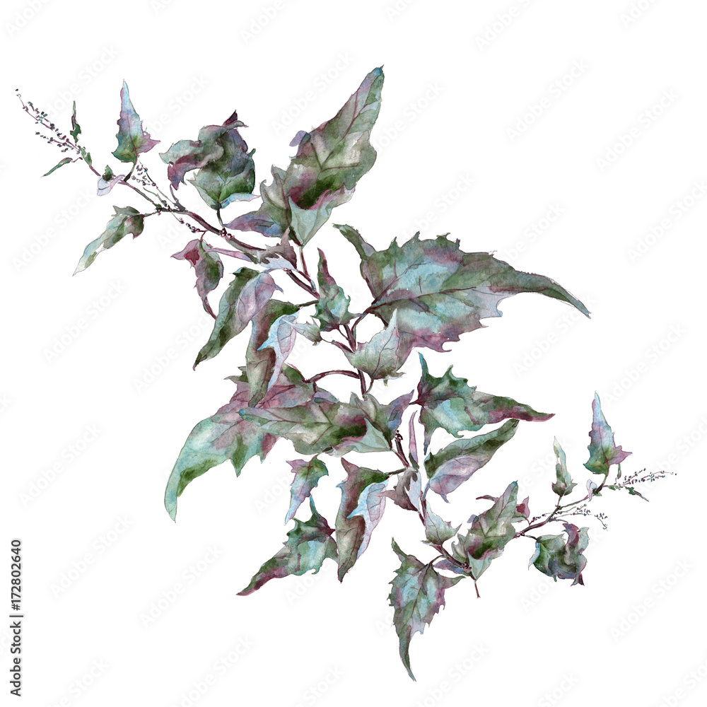Purple Sagebrush