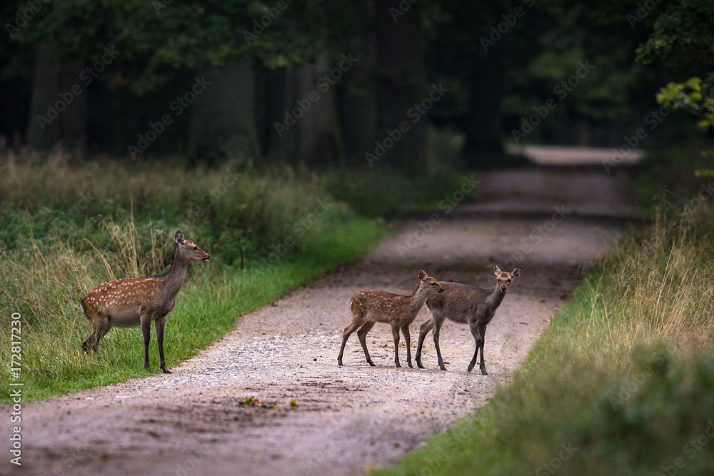Female Sika deer with two fawns crossing the road in a forest in ...