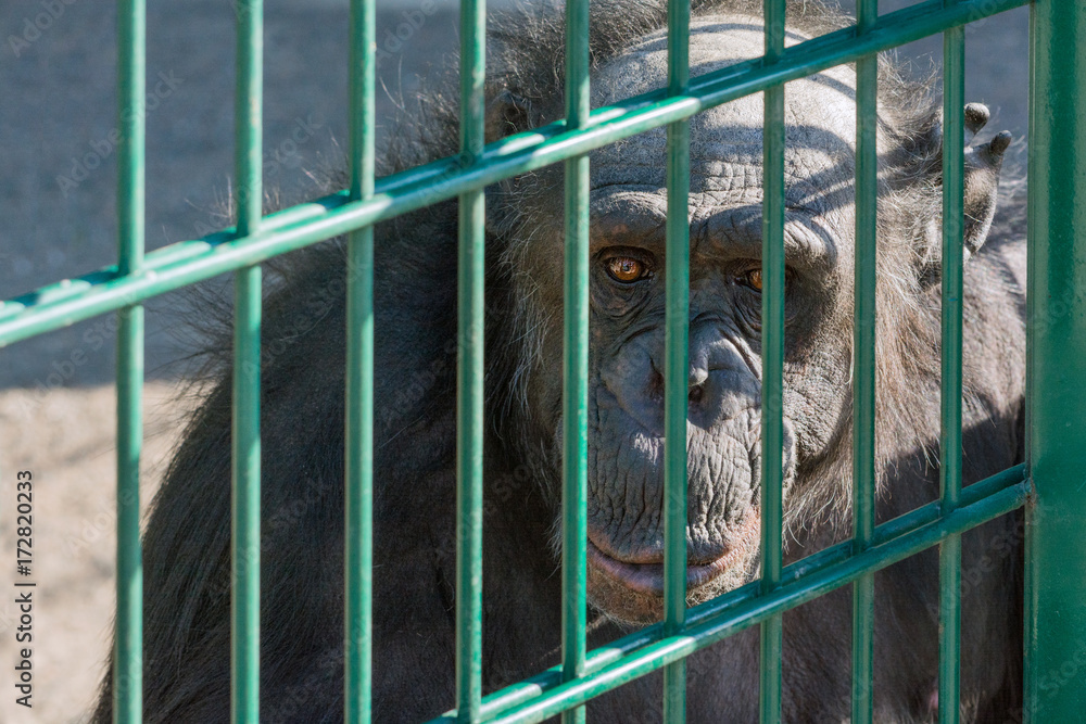 Monkey chimpanzee behind bars. Sad smothered. An animal in captivity ...