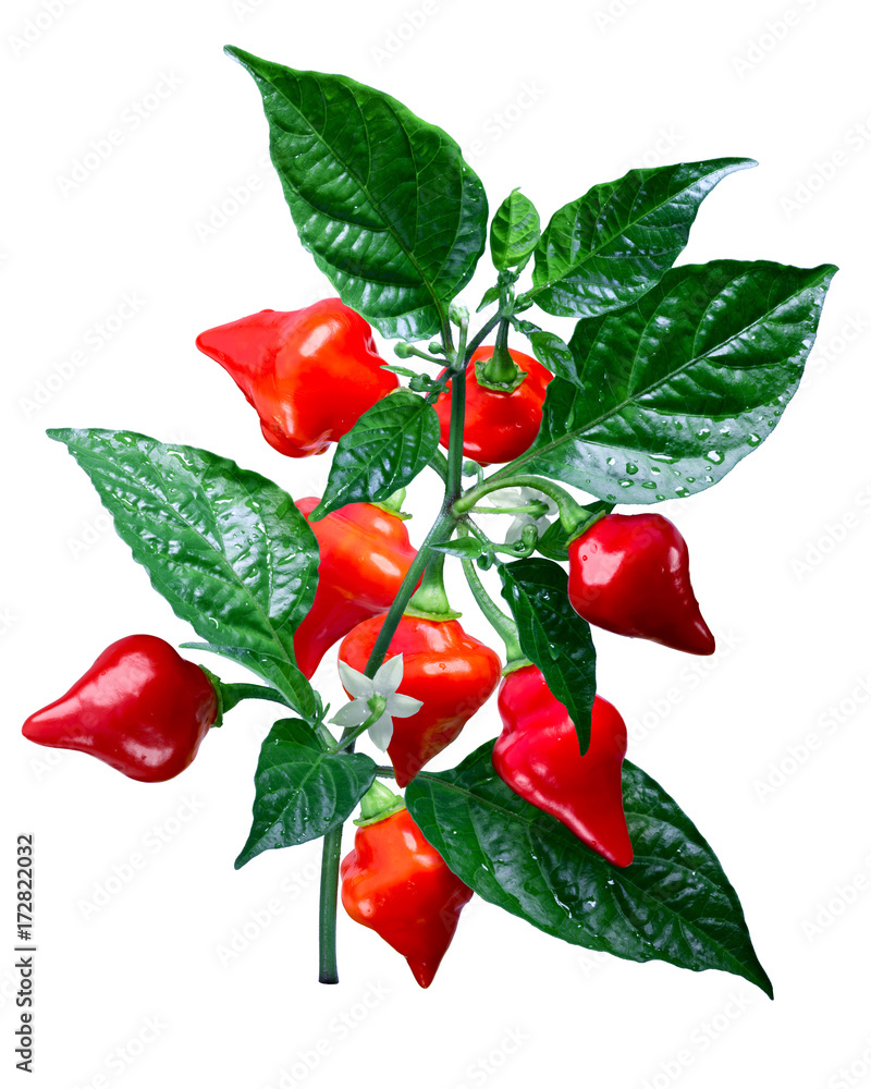 Chupetinho Biquinho chiles Capsicum chinense, paths Stock Photo | Adobe ...