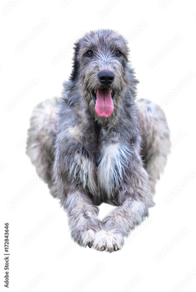 Grey Irish Wolfhound