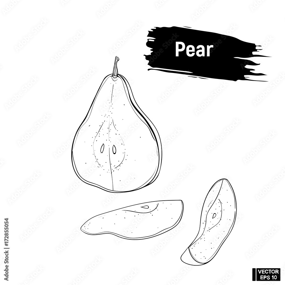 Sketch pear, fruit drawing ink. Stock Vector | Adobe Stock